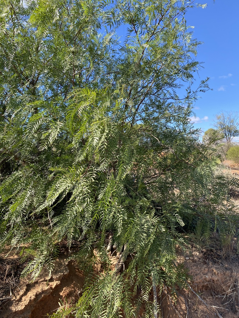 Peppercorn Tree from Wami Kata SA 5700, Australia on April 26, 2024 at ...