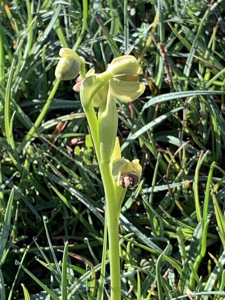 Bee Orchids from Camino de Paternainbidea, Cendea de Olza, Navarra, ES ...