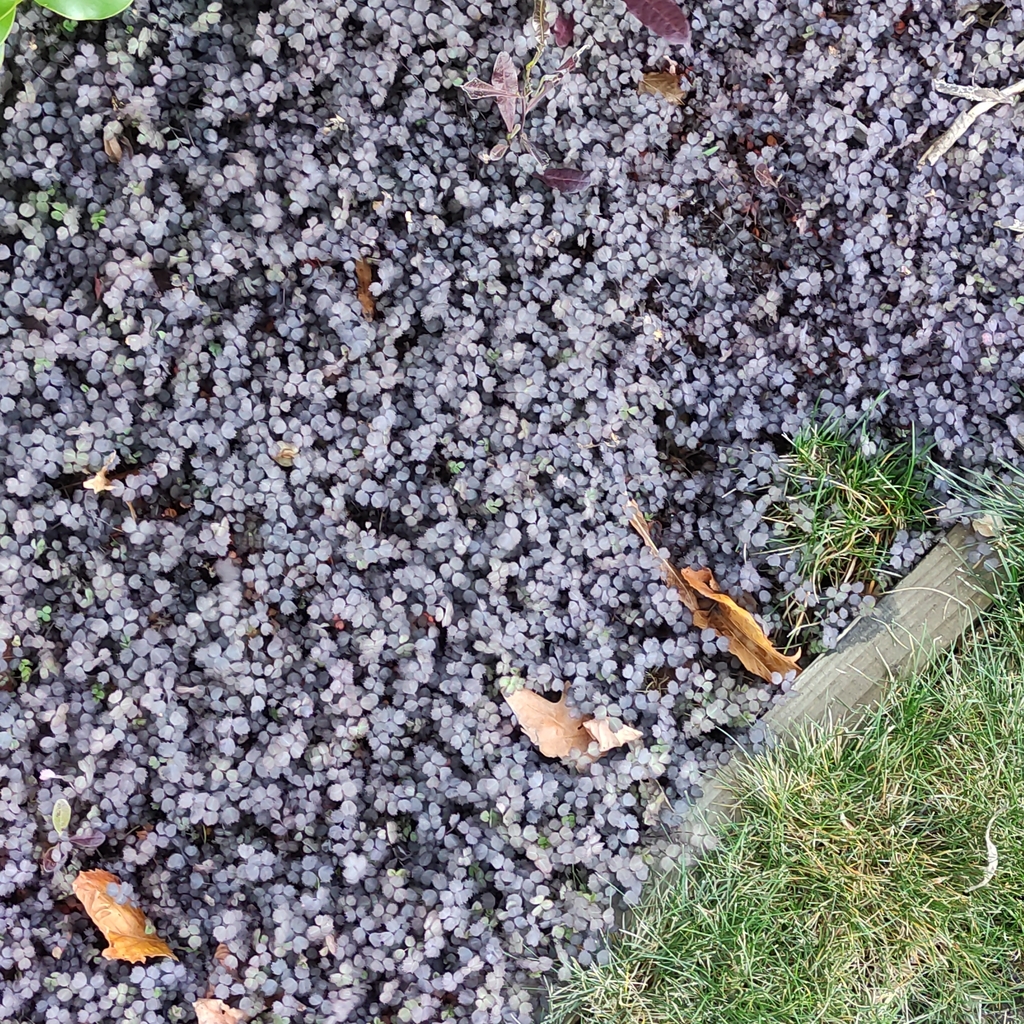 Bidibid from Spreydon, Christchurch 8024, New Zealand on April 28, 2024 ...