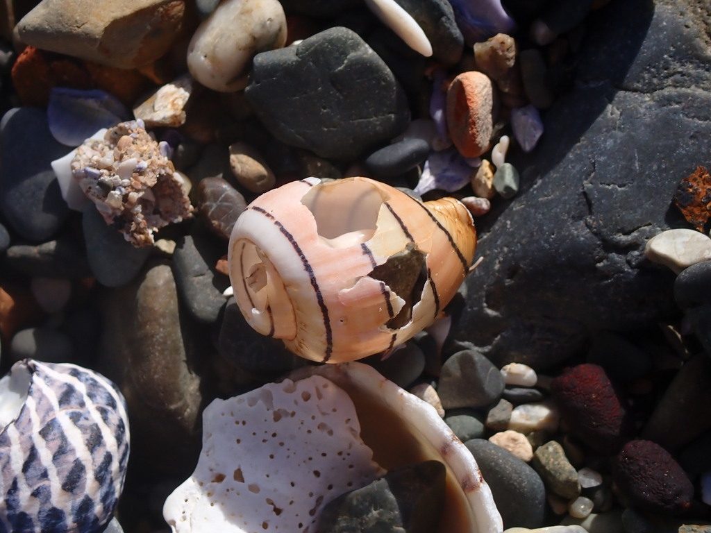 Pink Bubble Snail from Woolgoolga NSW 2456, Australia on April 28, 2024 ...