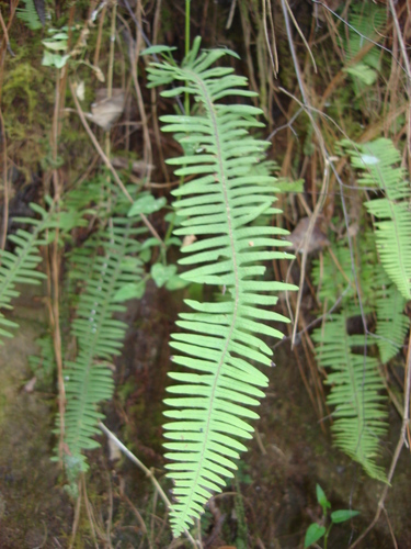 Pecluma alfredii · iNaturalist