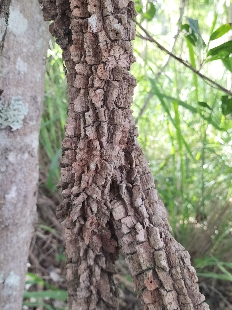 Corky Milk Vine from Karalee QLD 4306, Australia on April 28, 2024 at ...