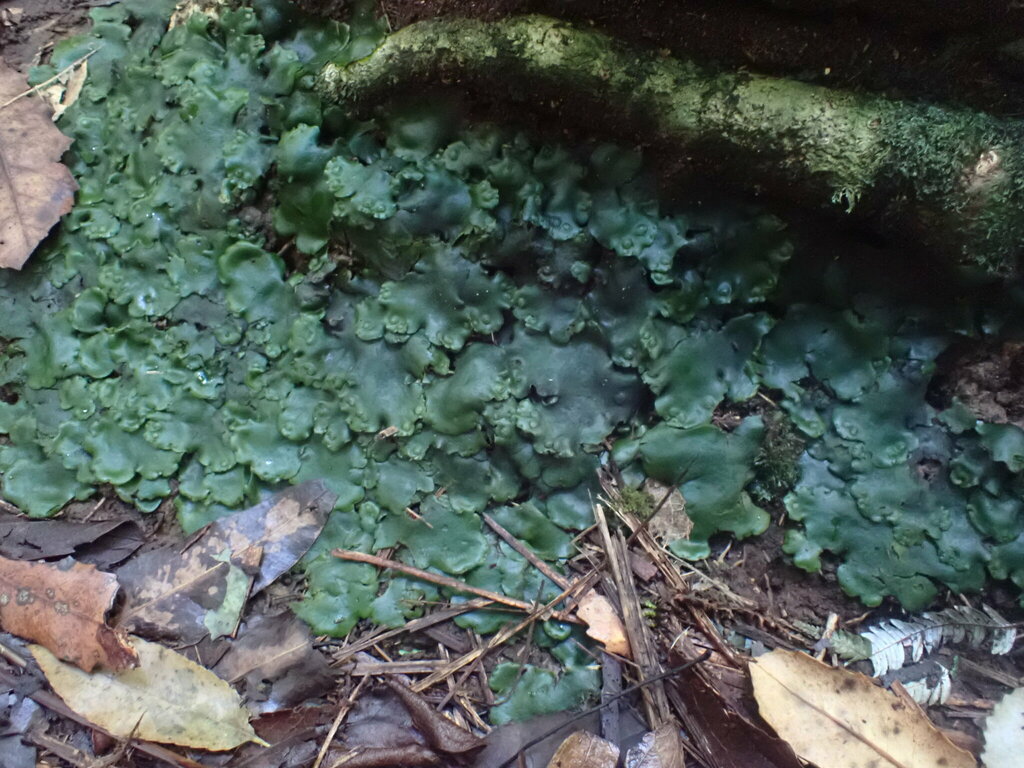 Monoclea forsteri from New Plymouth District, Taranaki, New Zealand on ...