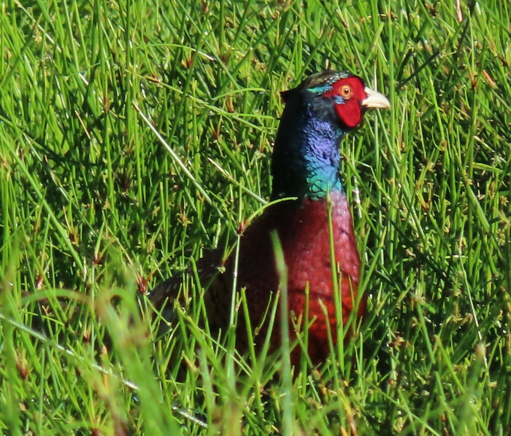 Ring-necked Pheasant from Paraparaumu Beach, Paraparaumu, New Zealand ...