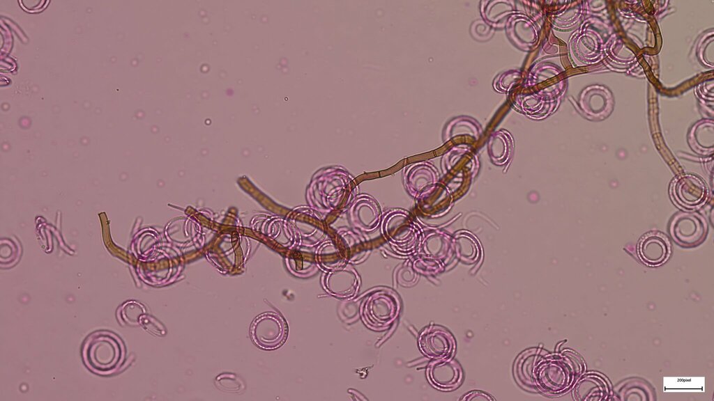Helicomyces from 日本、〒386-2204 長野県上田市菅平高原 on April 27, 2024 at 11:28 AM ...
