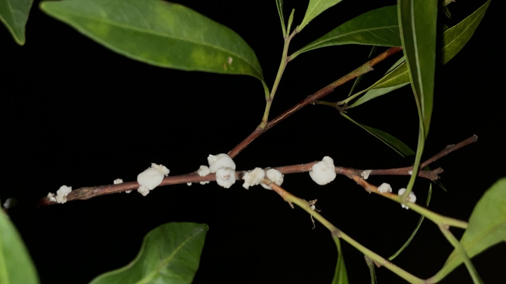 Wax Scales in April 2024 by Pintsen JIN · iNaturalist