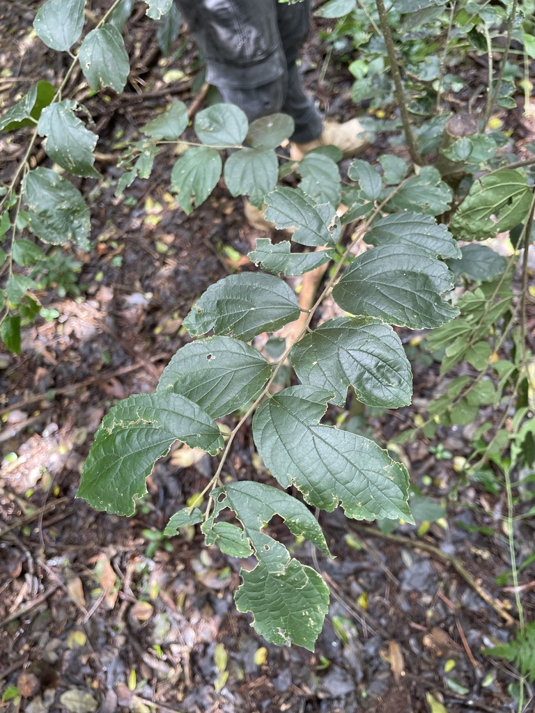 Chinese Hackberry from TAFE Queensland, Burnside, QLD, AU on April 23 ...