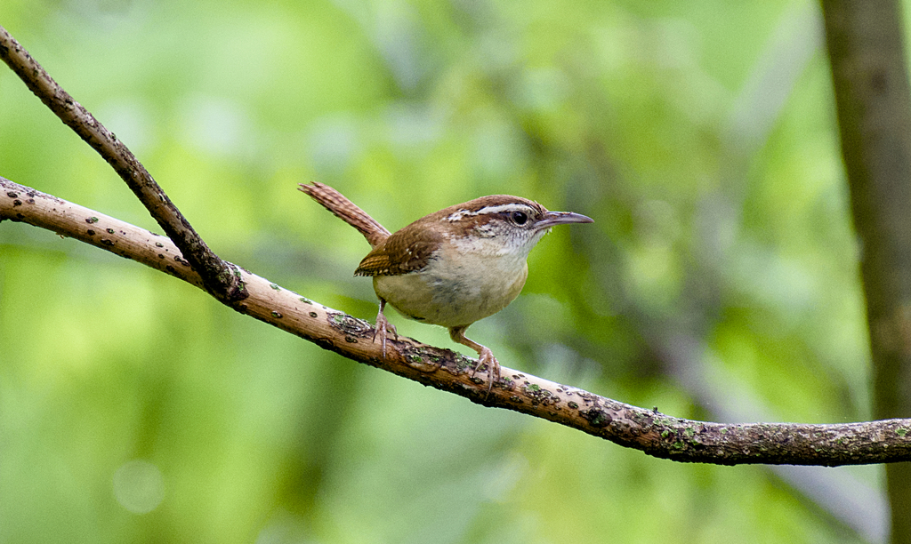 Carolina Wren from Slash Rd, Kentucky, USA on April 26, 2024 at 11:54 ...