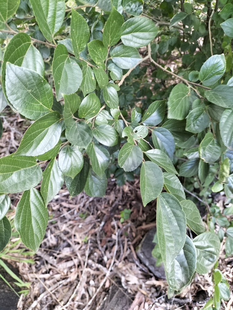 Chinese Hackberry from Karalee QLD 4306, Australia on April 28, 2024 at ...