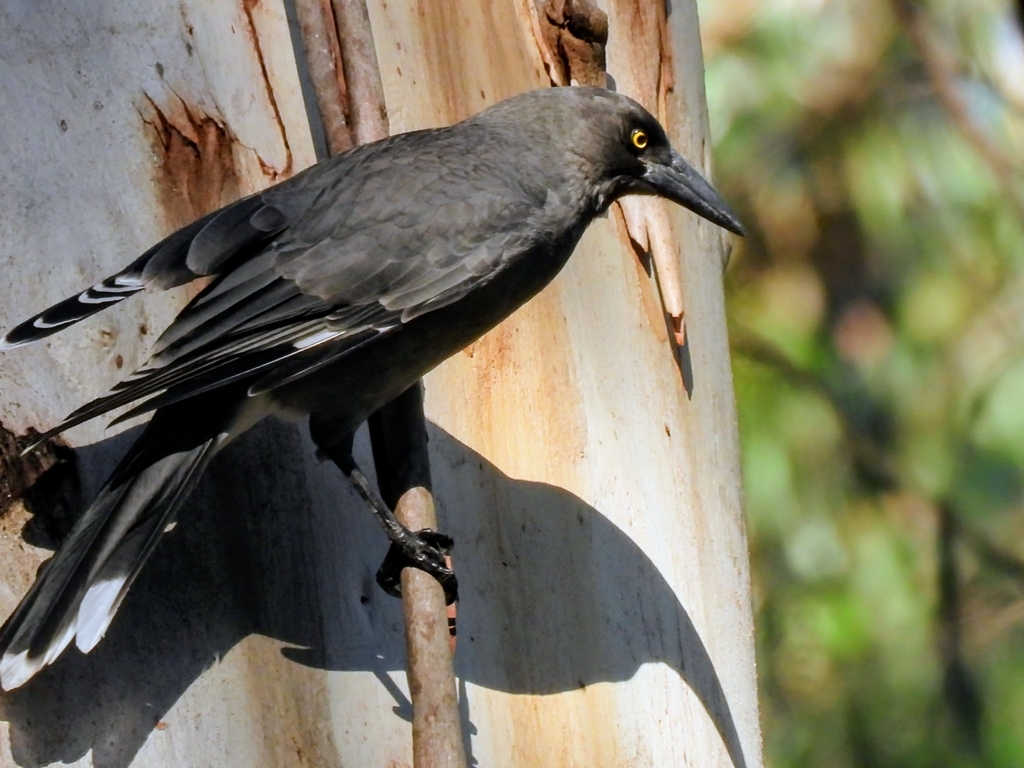 Grey Currawong from Toorongo Falls Reserve on April 28, 2024 at 03:39 ...