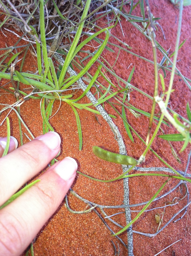 legumes from Roxby Downs Station, SA, AU on July 19, 2013 at 03:21 PM ...