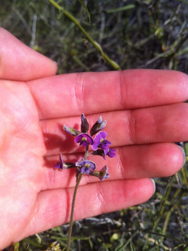 Soybeans from Borefield Rd, Olympic Dam, SA, AU on July 25, 2013 at 11: ...