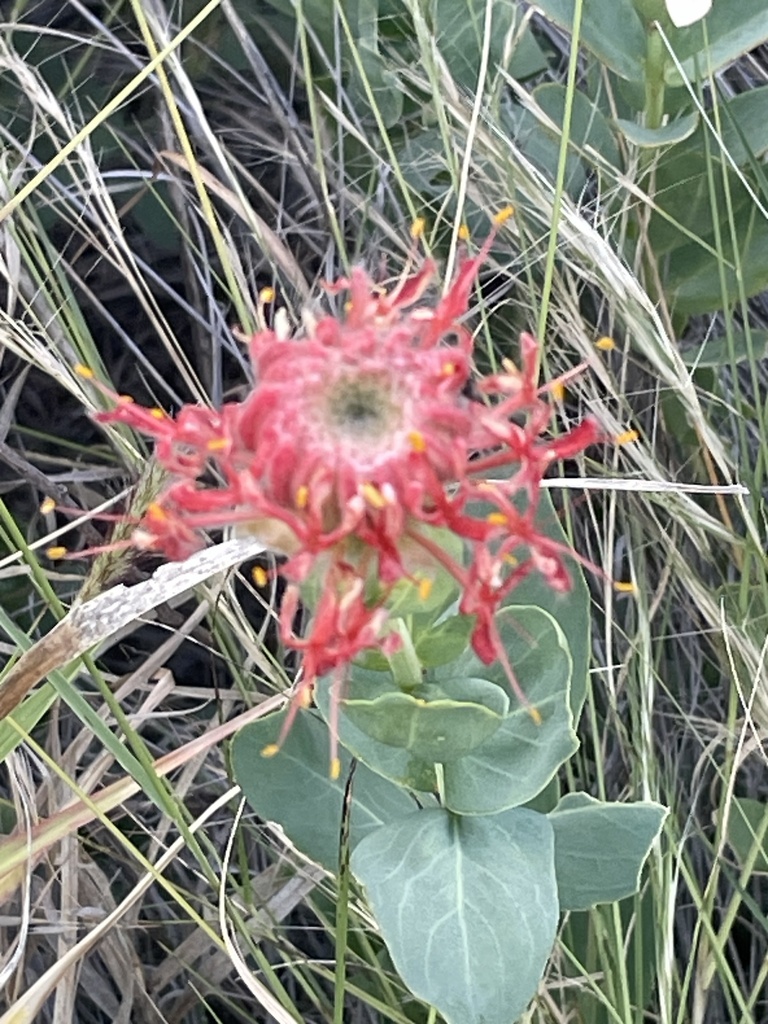 Pimelea decora from Richmond, QLD, AU on April 28, 2024 at 05:25 PM by ...