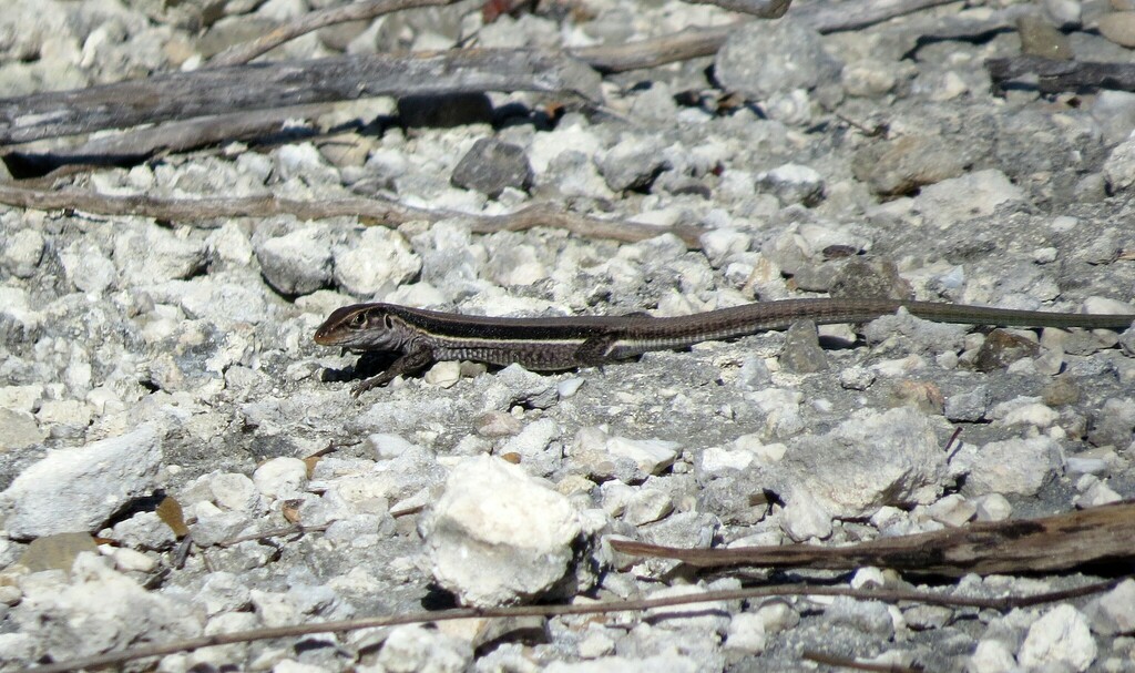 Auber's Ameiva from Moron, Cuba on February 15, 2013 at 06:02 AM by Joe ...
