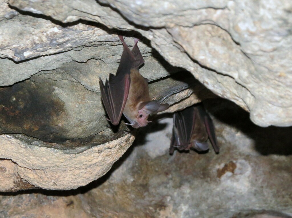 Waterhouse's Leaf-nosed Bat from Moron, Cuba on February 16, 2013 at 06 ...