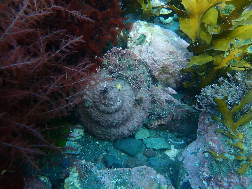 Cook's Turban from Island Bay on April 28, 2024 at 01:11 PM by Dive HQ ...