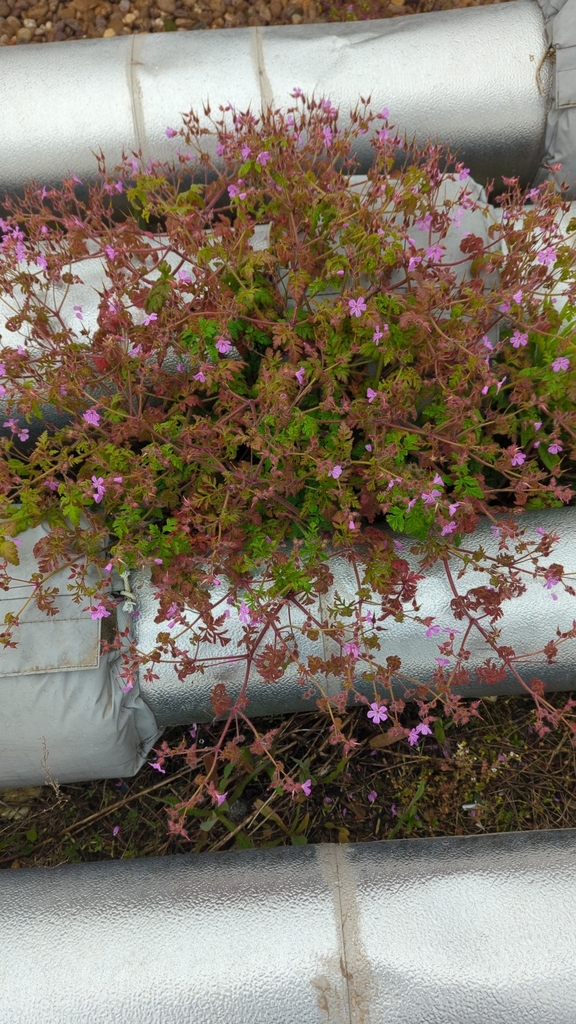 Herb Robert from Kingston upon Thames KT1 2EE, UK on 28 April, 2024 at ...