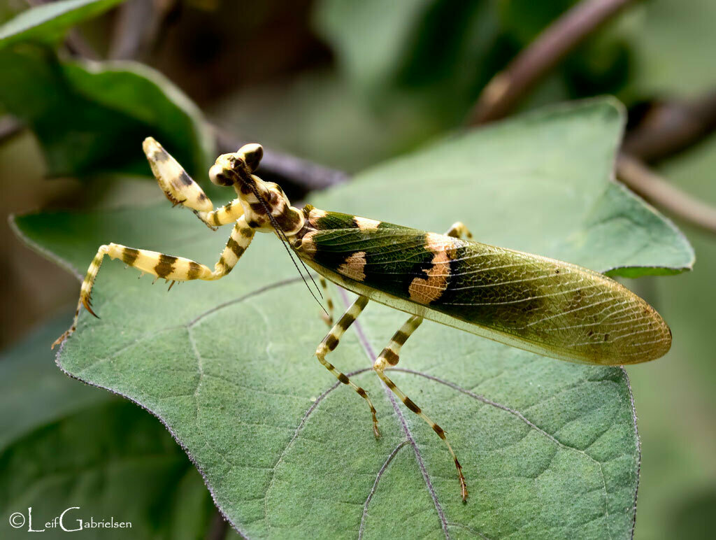 Philippine Flower Mantis from Mt. Kitanglad above Dalwangan, Bukidnon ...