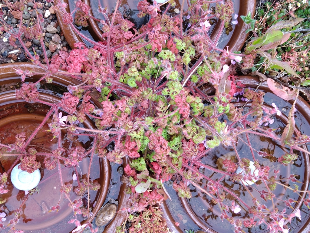 Herb Robert from Kingston upon Thames KT1 2EE, UK on April 28, 2024 at ...