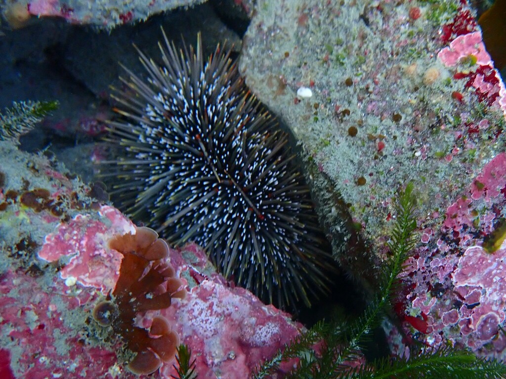 Kina from Island Bay on April 28, 2024 at 01:27 PM by Dive HQ ...