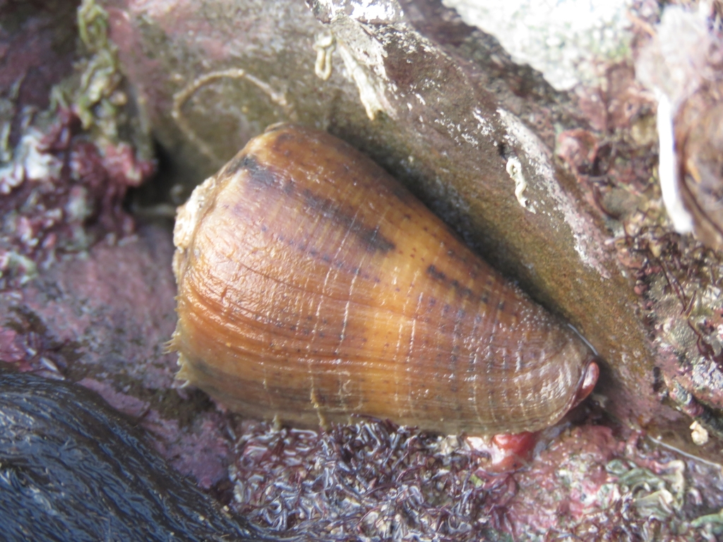 Bilious Cone from XQ5X+25W Priyadarshini Seaside Shore, Malabar Hill ...