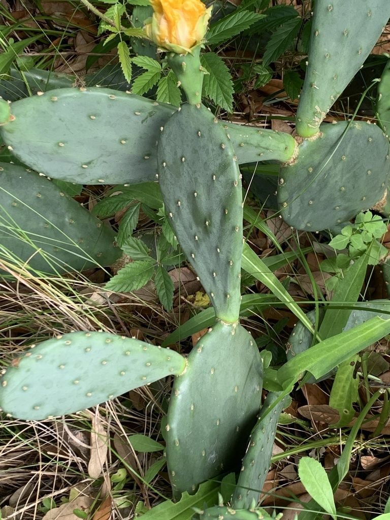 beach prickly pear from Lamar St, Quintana, TX, US on April 27, 2024 at ...