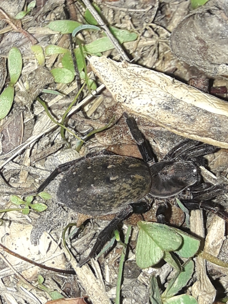 Vagrant Spiders from Karori, Wellington, New Zealand on April 28, 2024 ...