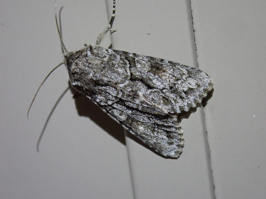 Distinct Quaker from La Vallée-de-la-Gatineau Regional County Municipality, QC, Canada on April ...