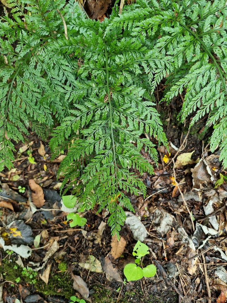 hen and chickens fern from Rawhitiroa, New Zealand on April 27, 2024 at ...