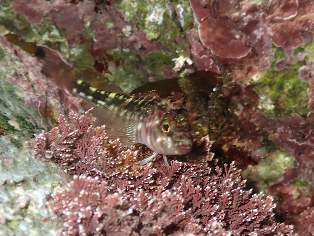 Variable Triplefin from Wellington, Nouvelle-Zélande on April 28, 2024 ...