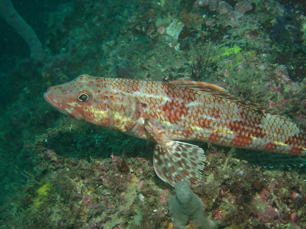 Sergeant Baker from Sydney NSW, Australia on April 24, 2024 at 07:45 AM ...