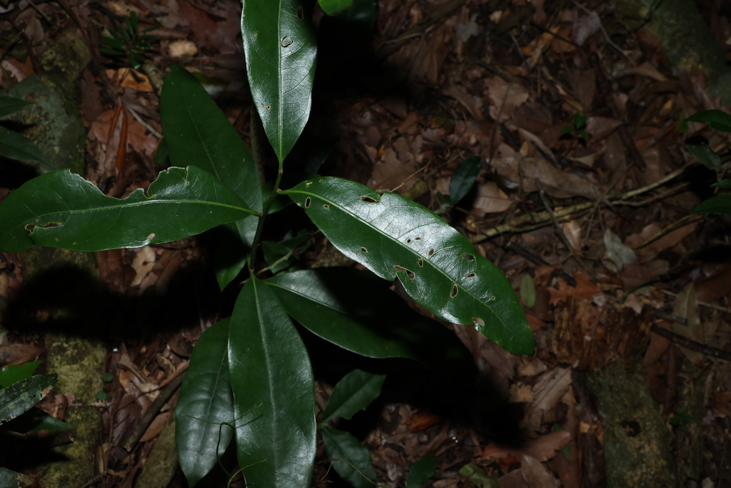 flowering plants from Kiamba QLD 4560, Australia on April 28, 2024 at ...