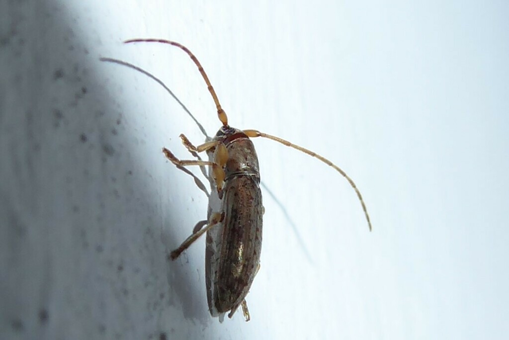Longhorn Beetles from Waikouaiti, New Zealand on April 18, 2024 at 08: ...