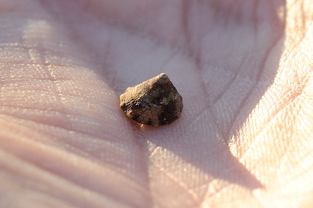 Trochus hanleyanus from Port Hedland on April 11, 2024 at 06:58 AM by ...