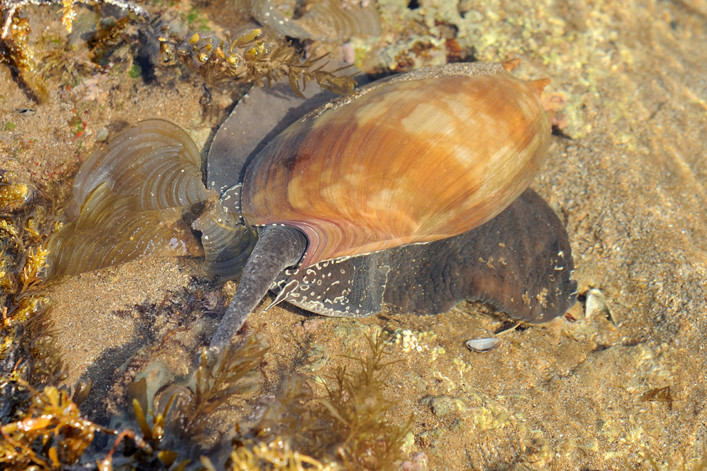 Melon Shell from Port Hedland on April 11, 2024 at 07:38 AM by ...