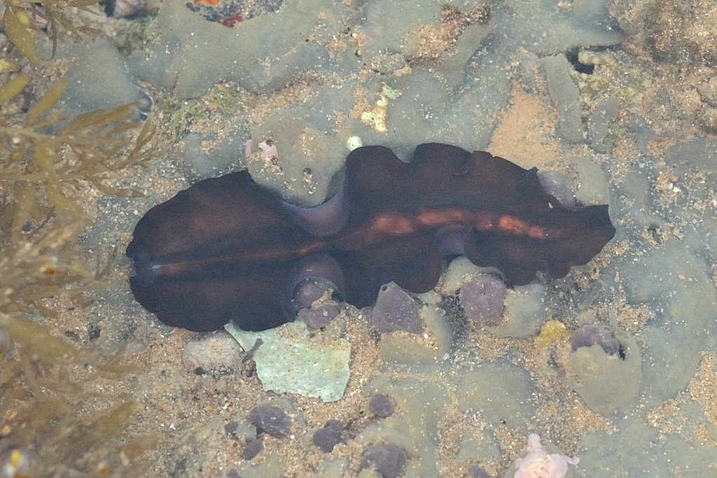 Polyclad Flatworms from Port Hedland on April 12, 2024 at 06:25 AM by ...
