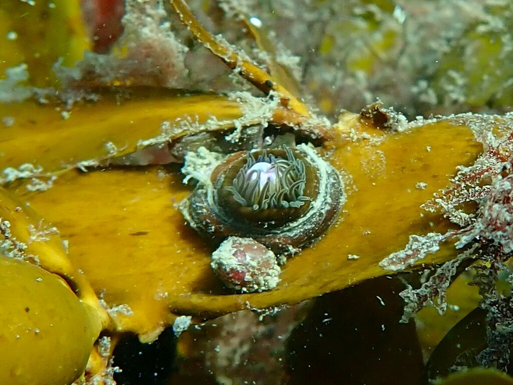Brooding anemone from Island Bay on April 28, 2024 at 01:10 PM by Dive ...
