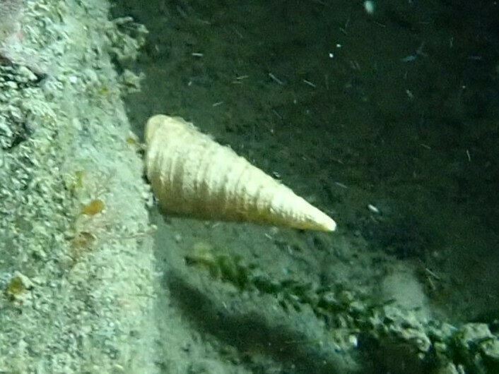 Turret Shell from Island Bay on April 28, 2024 at 01:14 PM by Dive HQ ...