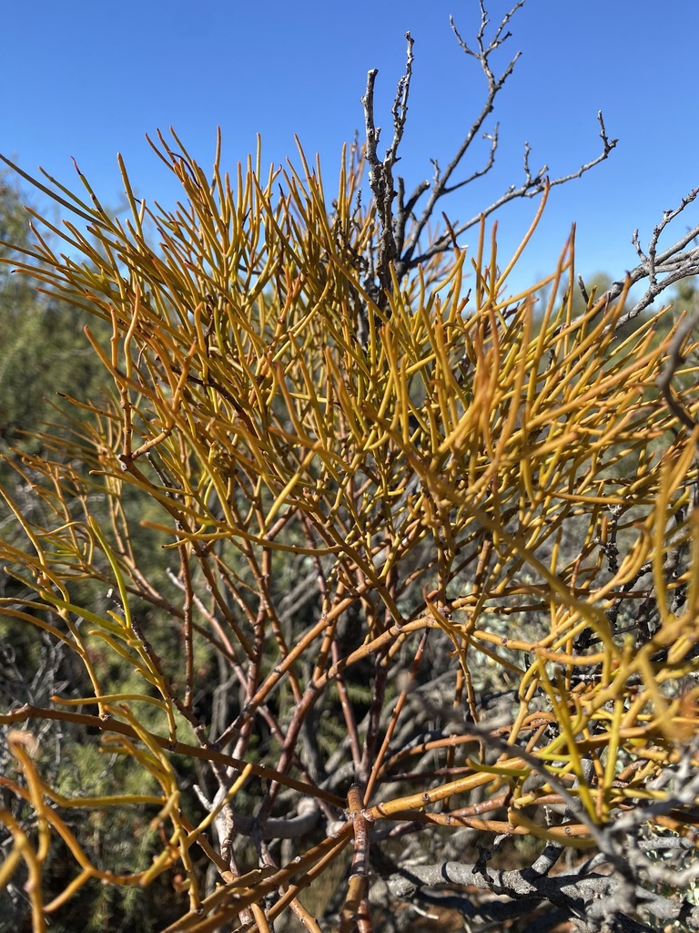 showy mistletoes from Coober Pedy SA 5723, Australia on April 20, 2024 ...