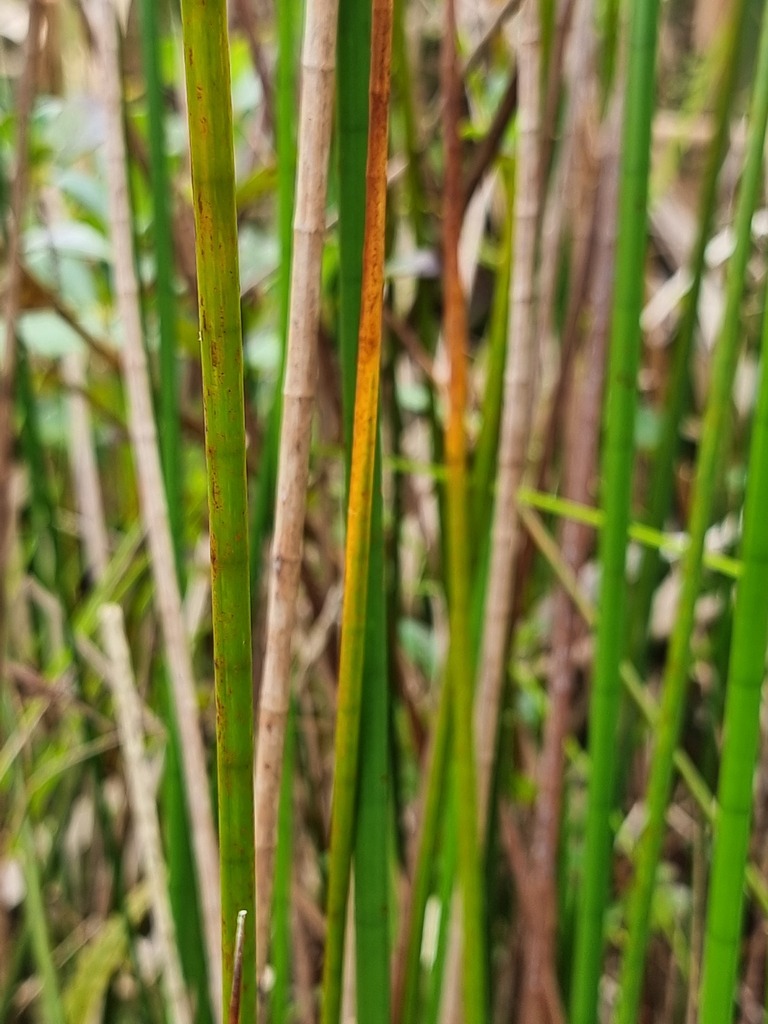 Jointed twig rush from South Taranaki, Taranaki, New Zealand on April ...