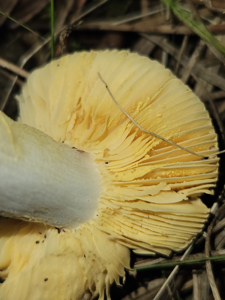 brittlegills from Neville NSW 2799, Australia on April 28, 2024 at 01: ...