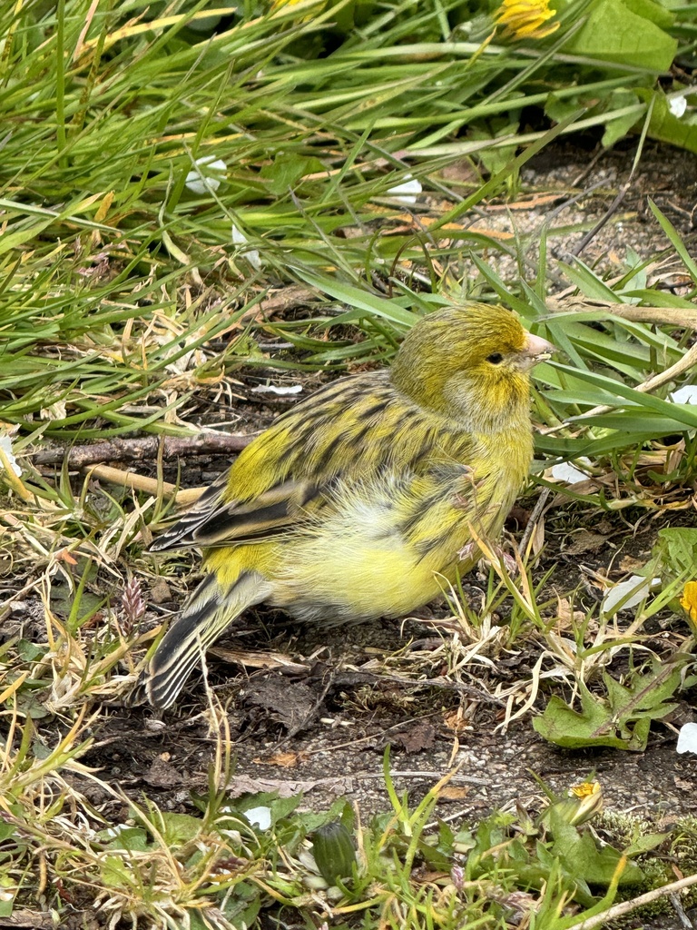 Island Canary from Bingham Dr, Edinburgh, Scotland, GB on April 28 ...