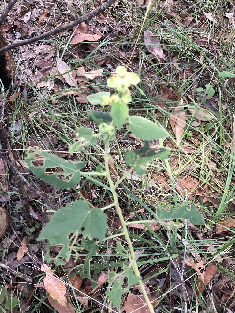 flannel weed from Mount Coot-Tha QLD 4066, Australia on April 27, 2024 ...