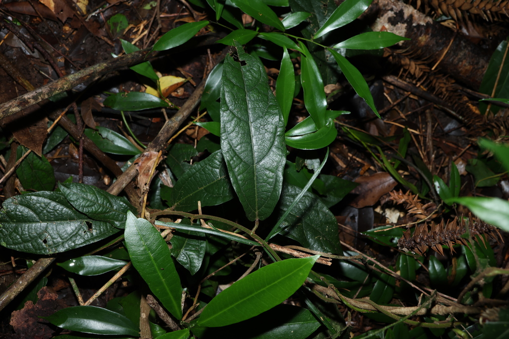 birdwing butterfly vine from Kiamba QLD 4560, Australia on April 28 ...