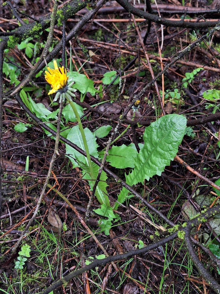 common dandelion from Rochdale OL12 9DP, UK on April 28, 2024 at 10:57 ...