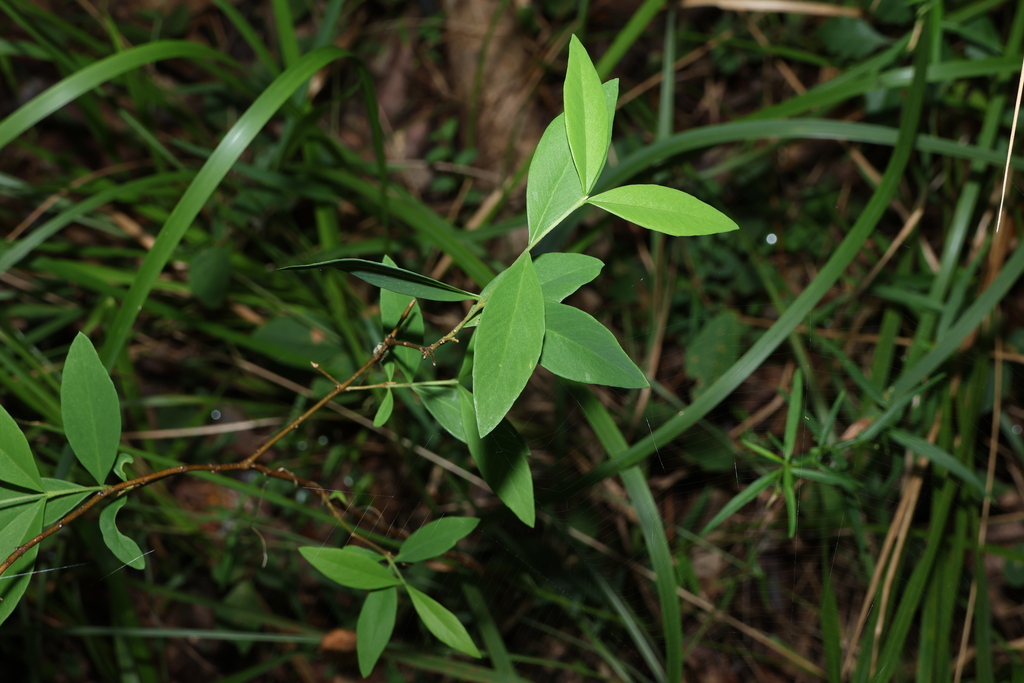 Bootlace Plant from Kiamba QLD 4560, Australia on April 28, 2024 at 10: ...