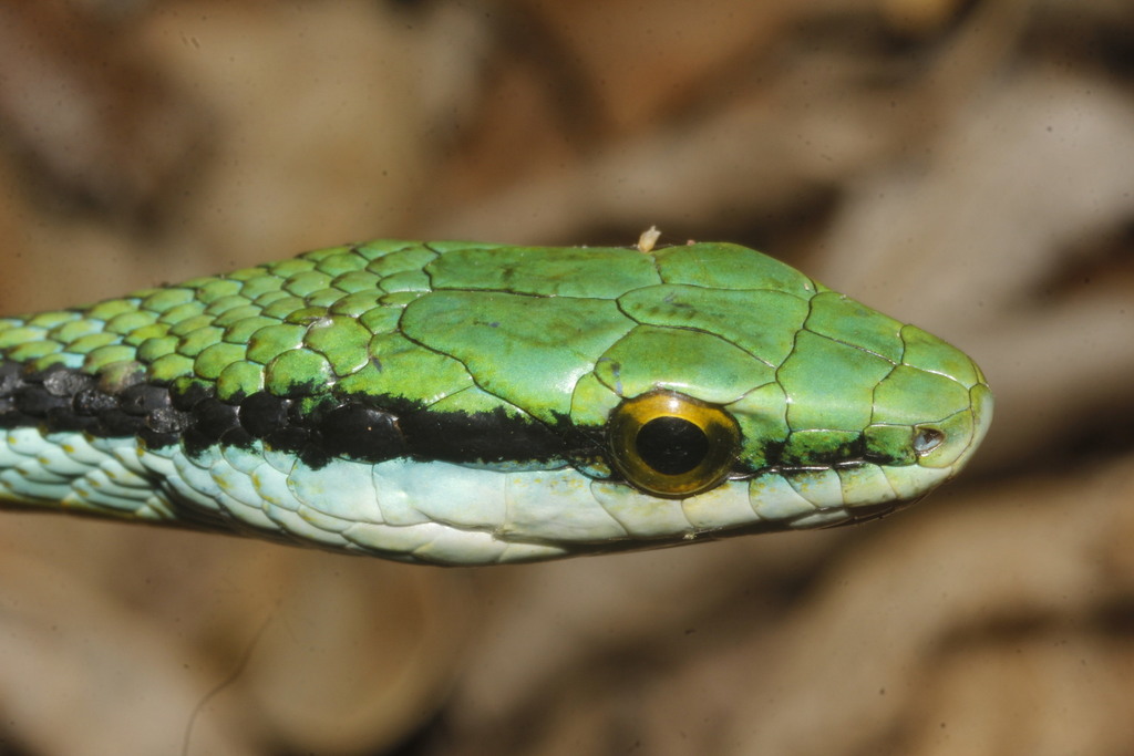 Leptophis diplotropis forreri (Reserva de la Biosfera Islas Marías ...