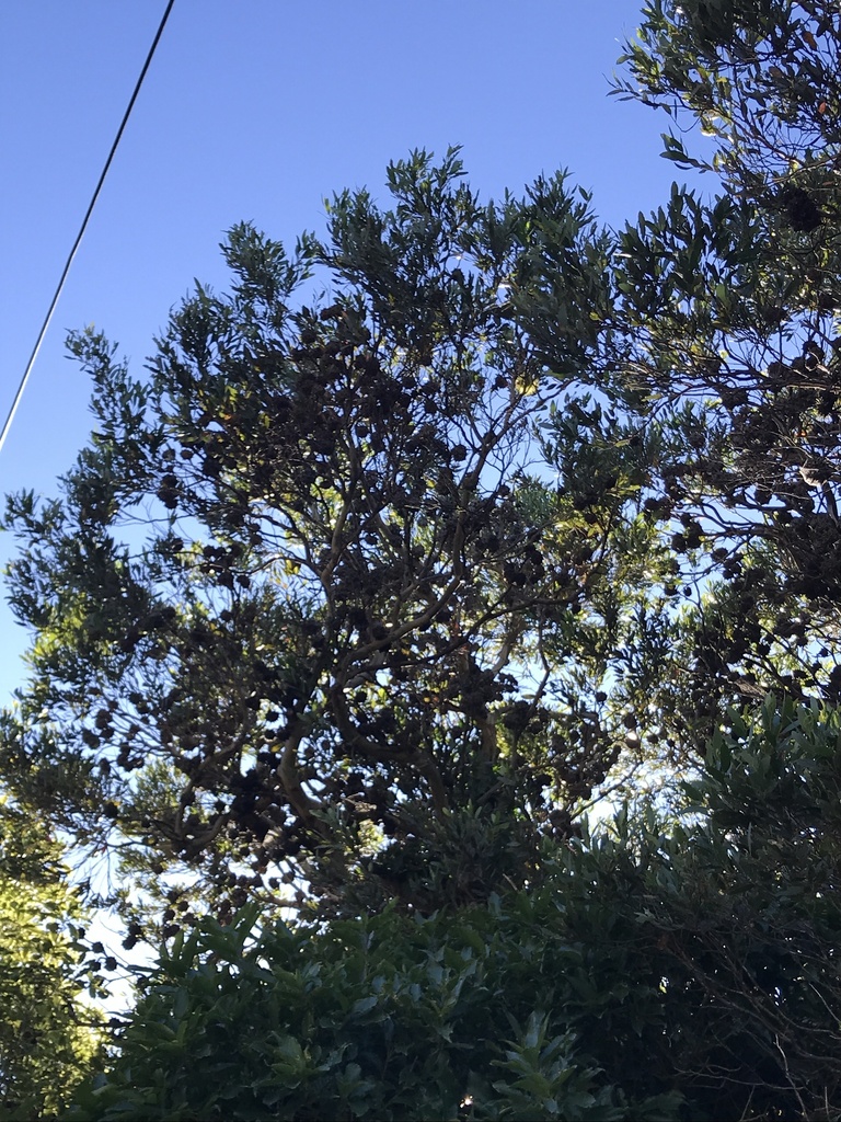 spider gum from North Island / Te Ika-a-Māui, Wellington, Wellington ...