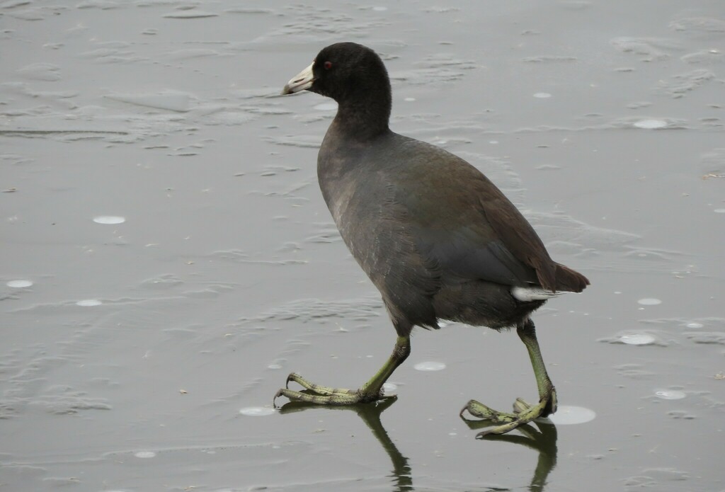 American Coot from Columbus, MN, USA on November 1, 2023 at 01:46 PM by ...