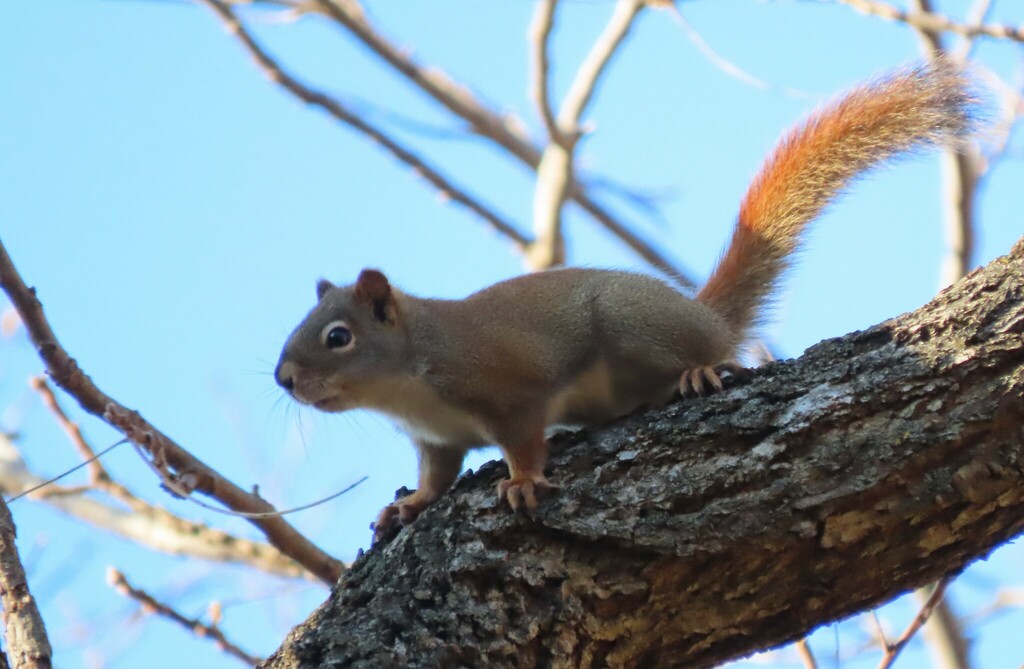 American Red Squirrel from Red Wing, MN, USA on November 6, 2023 at 09: ...